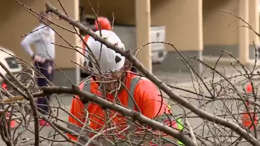 Powerful winds topple trees, power lines throughout Sacramento