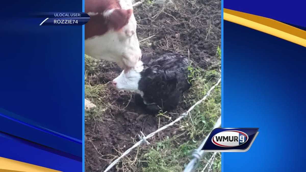 u local hot shot: Cow busy with its newborn calf