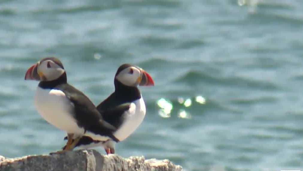 Project Puffin: A 50-year triumph bringing puffins back to Maine