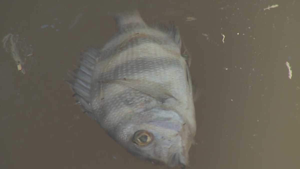 Brevard County leaders say fish deaths not from sewage spill