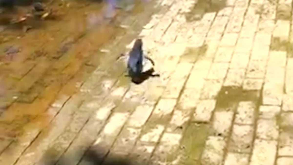 Watch this man rescue an adorable penguin from a drain