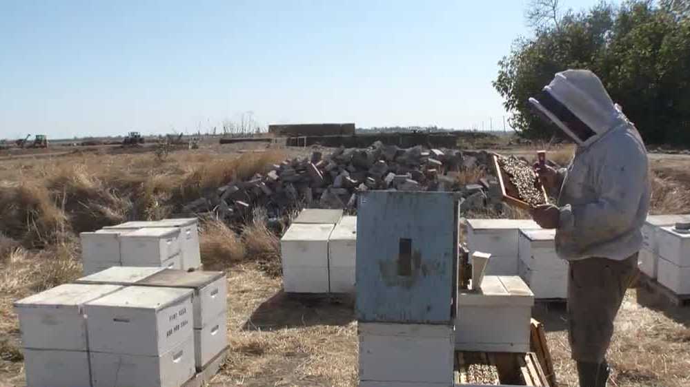 Project CommUNITY: Veteran opens beekeeping farm in Woodland