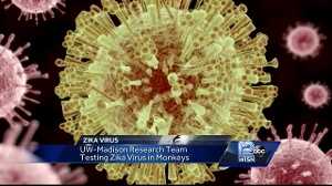UW-Madison researchers test Zika in monkeys