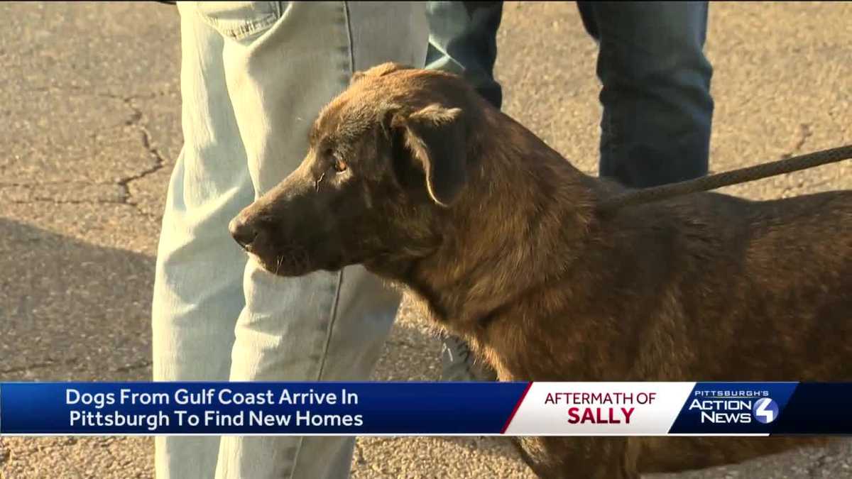 Pittsburgh Aviation Animal Rescue Team rescues 14 homeless dogs from ...