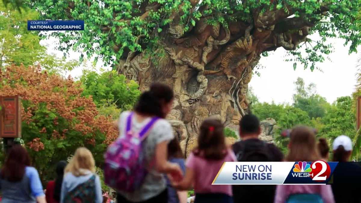 The "Magic of Animal Kingdom"