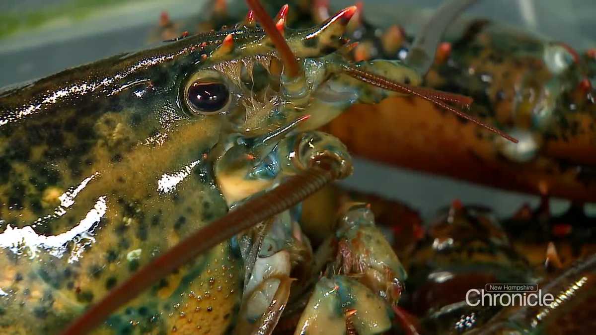 NH Chronicle: Defiant Lobster