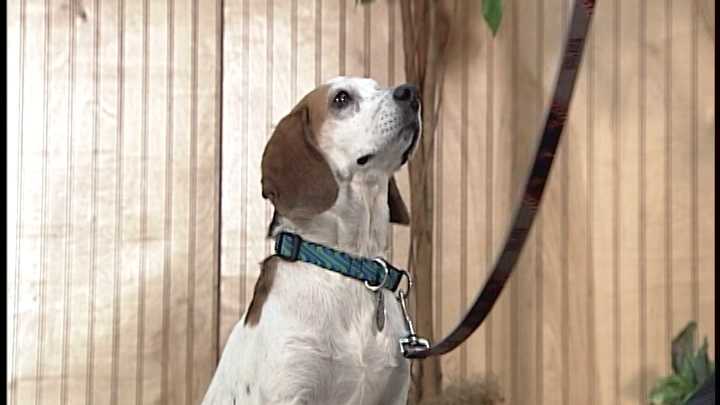 Melba has plenty of energy, but she is also a great lap dog.