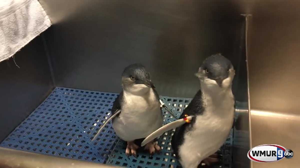 New England Aquarium celebrates World Penguin Day with penguin chick ...