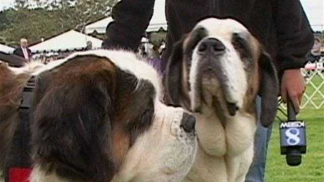 Del Monte hosts all-breed dog show