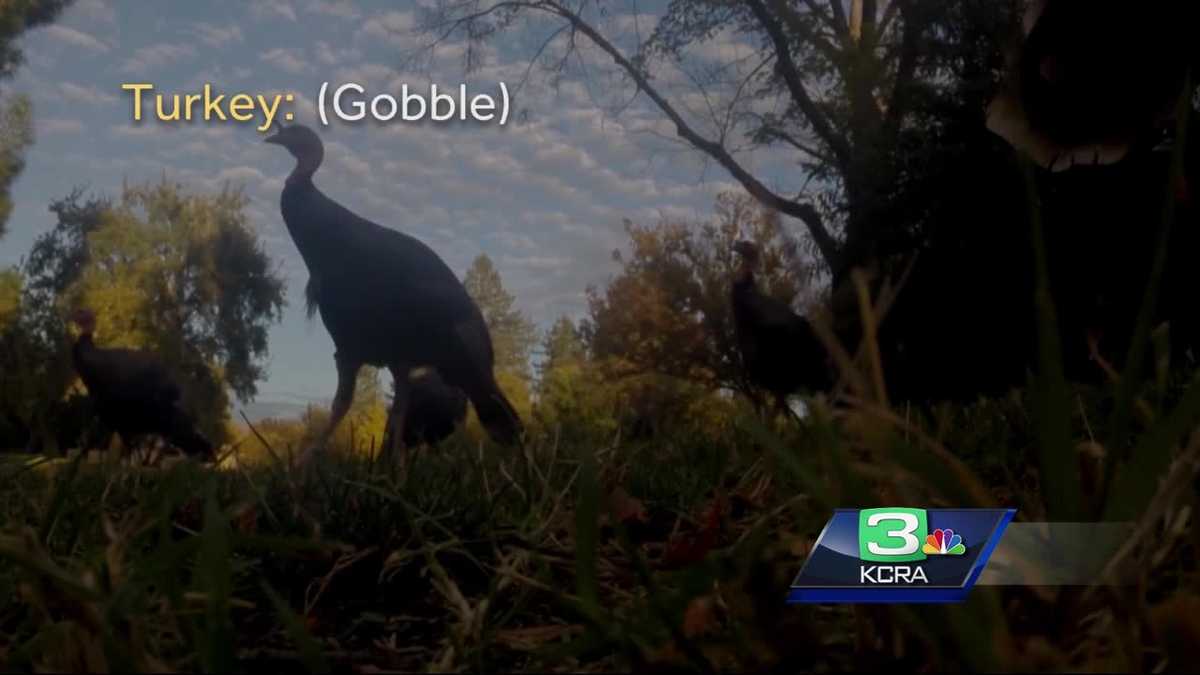 Troublesome Davis turkey becomes aggressive