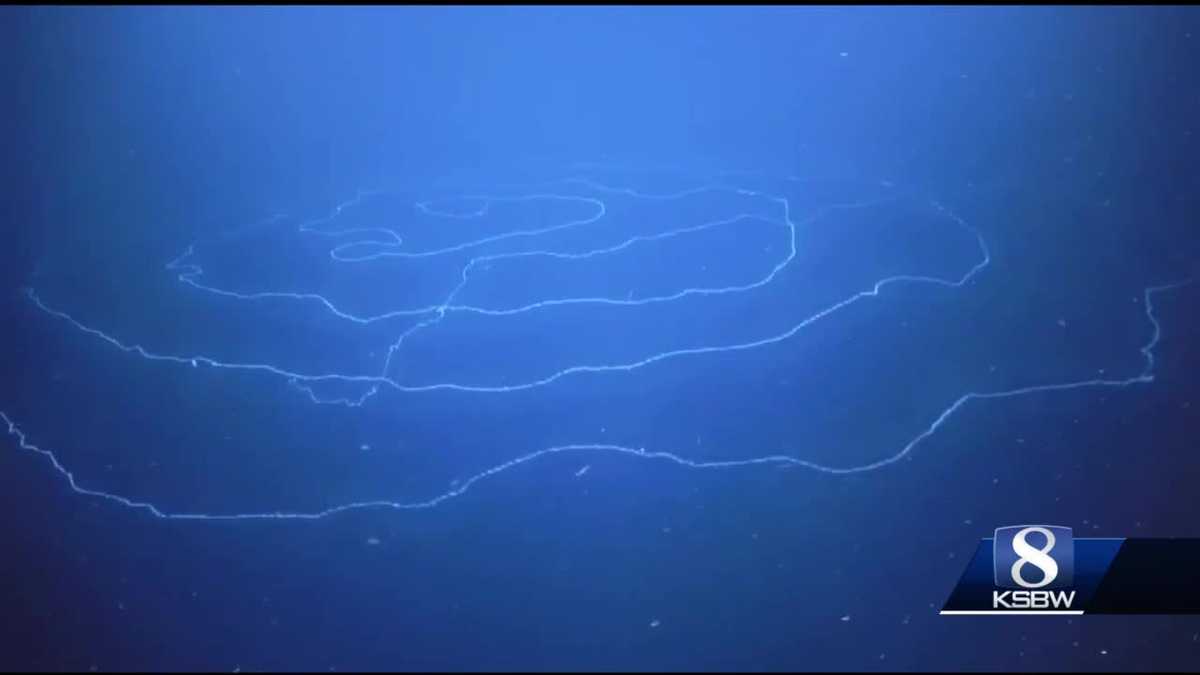 Animal Stories with Dan Green: a giant siphonophore