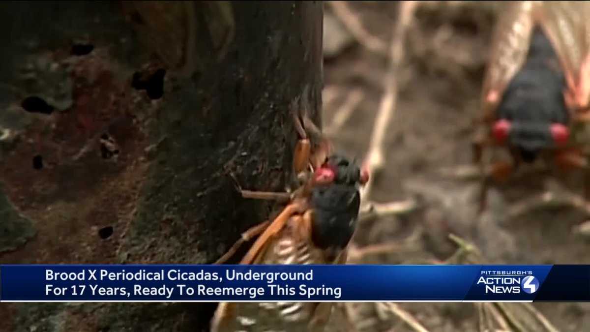 Cicadas expected to be fish 'filet mignon' in Pennsylvania