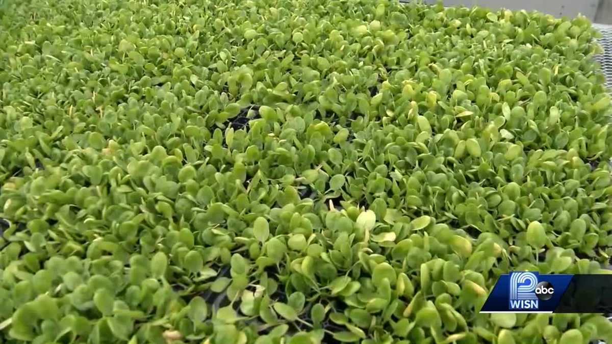 Persistent rain delays spring planting season