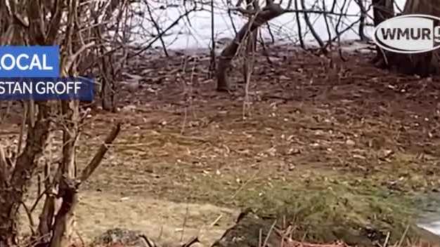 Video: New Hampshire bobcat on a hunt