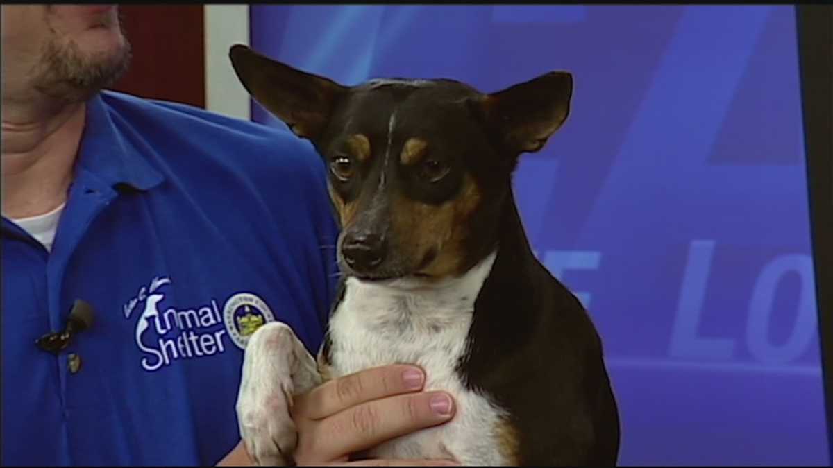 Pets on Set: Meet the dog McDuff