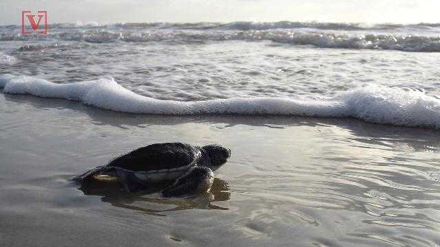 Sea turtles nest at record pace along Georgia coast