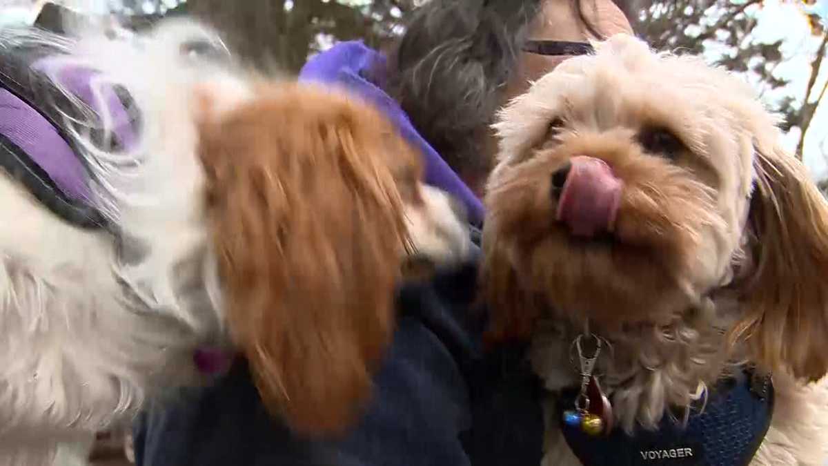 Frisky February fun for Mass. dogs enjoying record warmth