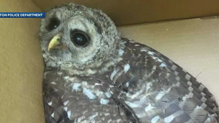 Sanbornton police chief helps injured owl