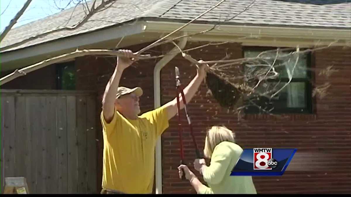 Thousands of bees fall on woman while clearing hive