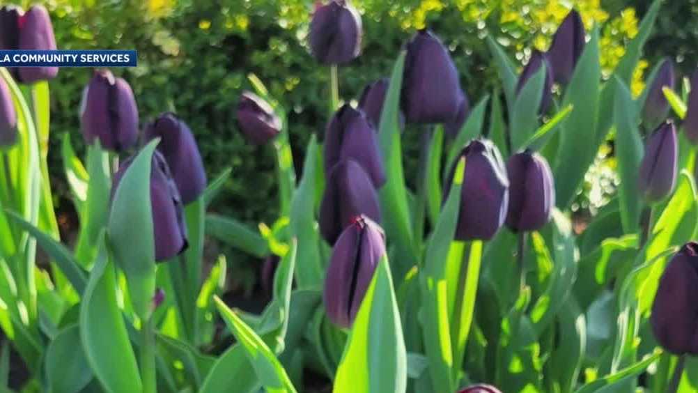 Tulip Time in Pella: Don't miss rare 'Nightmare' tulips