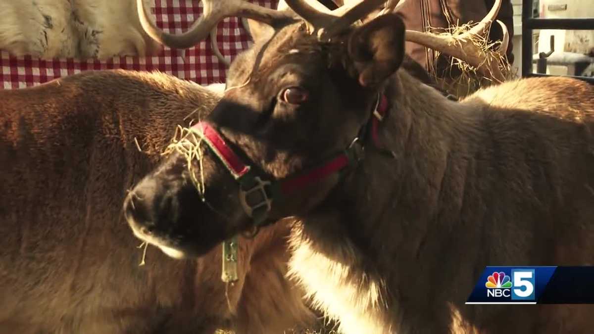 "Reindeer Live" event helps children learn more about Santa's sleigh team