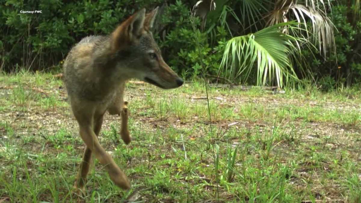 Florida environment works for coyotes