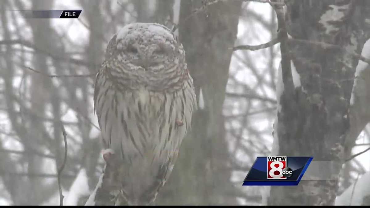 Aggressive owl attacking skiers at Pineland Farms