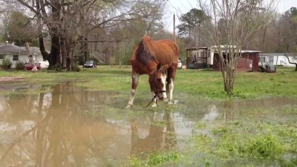 Horse rescued from flood waters Horse rescued from flood waters