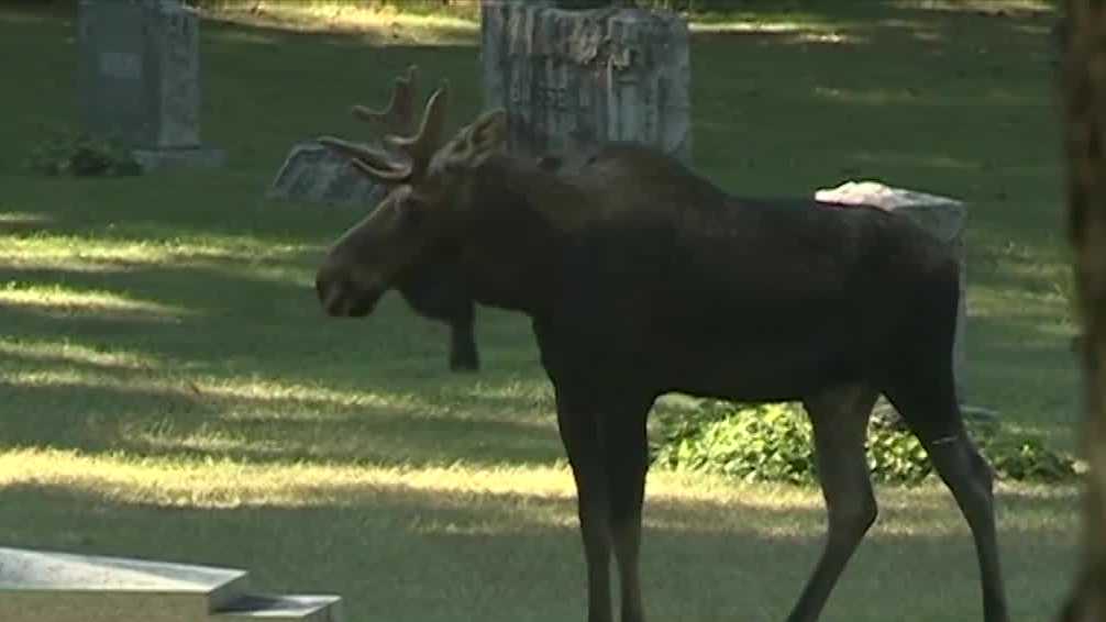 Fish and Game officials try to track down moose poacher