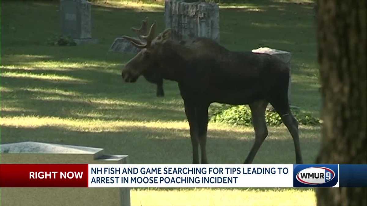 Fish and Game investigates after moose poached