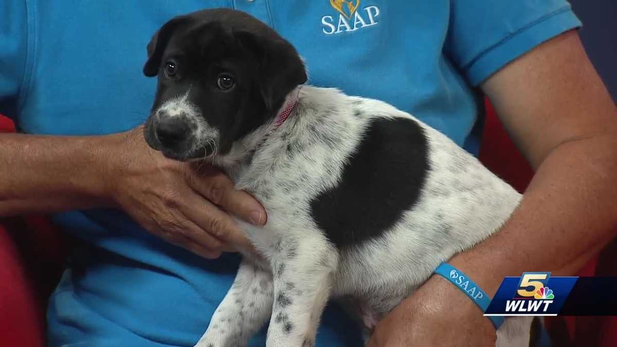 Pets look for homes through adoption program