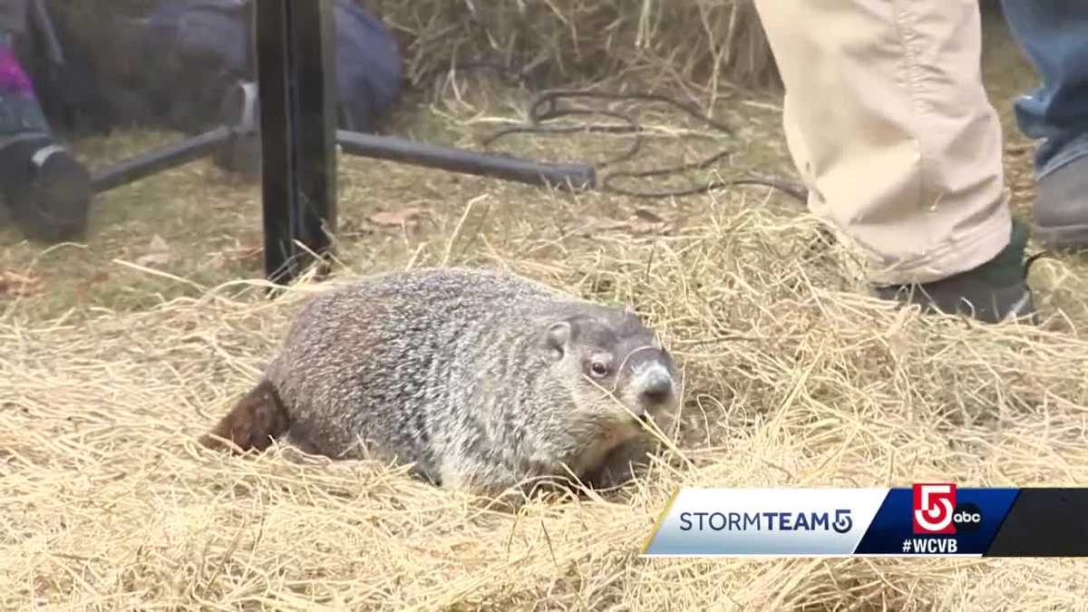 Punxsutawney Phil says more winter, but Mass. groundhog predicts spring ...