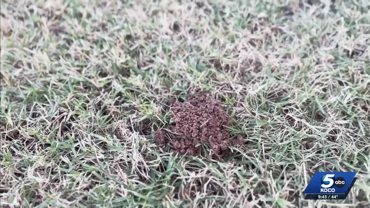 What's causing these dirt mounds in Oklahomans' lawns this fall?