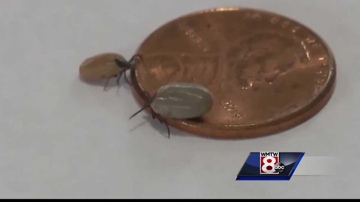 Storm recovery efforts raise concerns over ticks