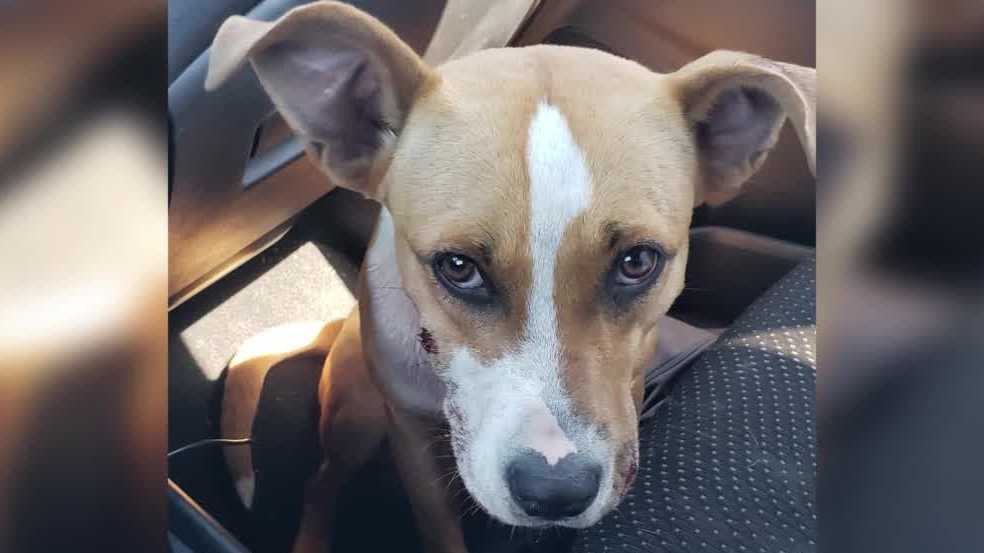 Dog shot twice in face found wandering Volusia/Brevard county line