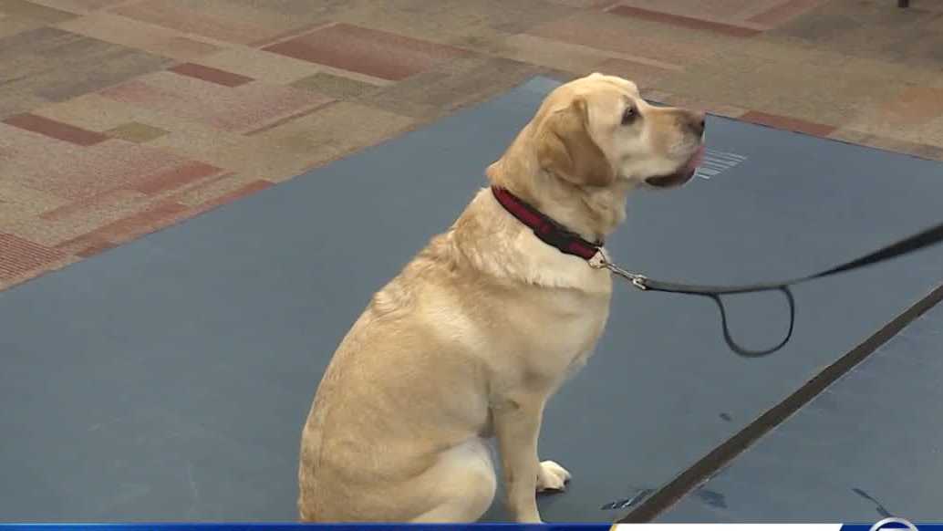 Arson dog teams recertified in Omaha to detect fire accelerants