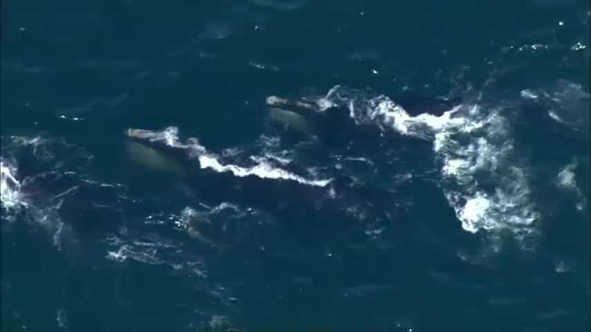 Whales spotted in Cape Cod Bay