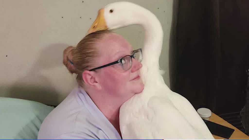 Emotional support goose causing rift in Chariton