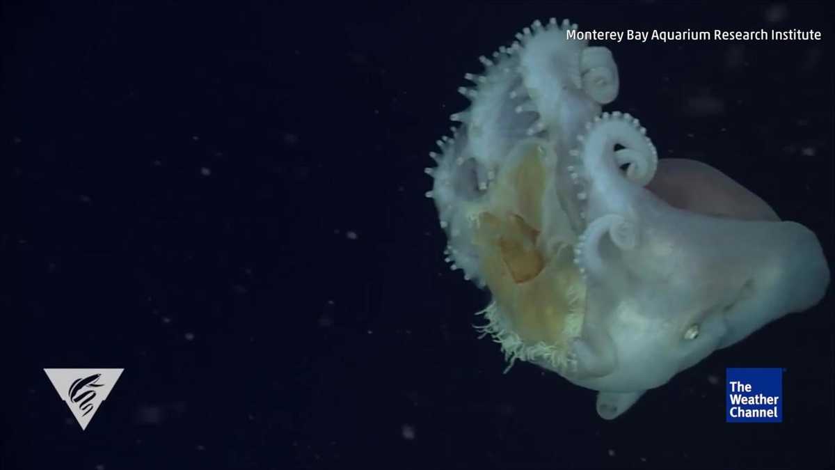Extremely rare 7-armed octopus caught on video