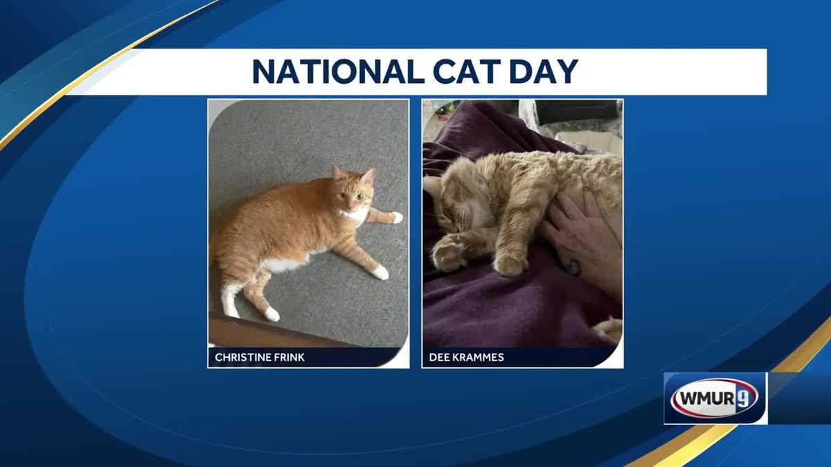 International Cat Day is August 8