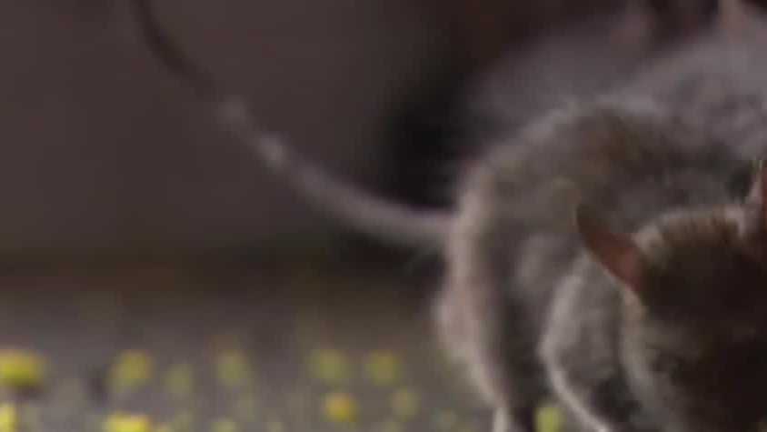 New York City rat problem