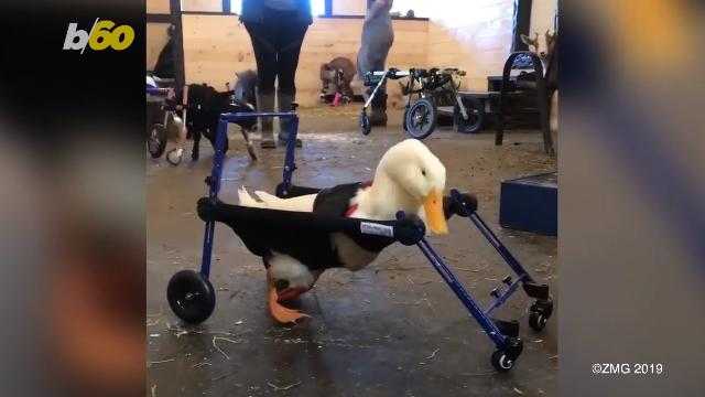 Disabled Duck Finds New Lease on Life With Tiny Wheelchair