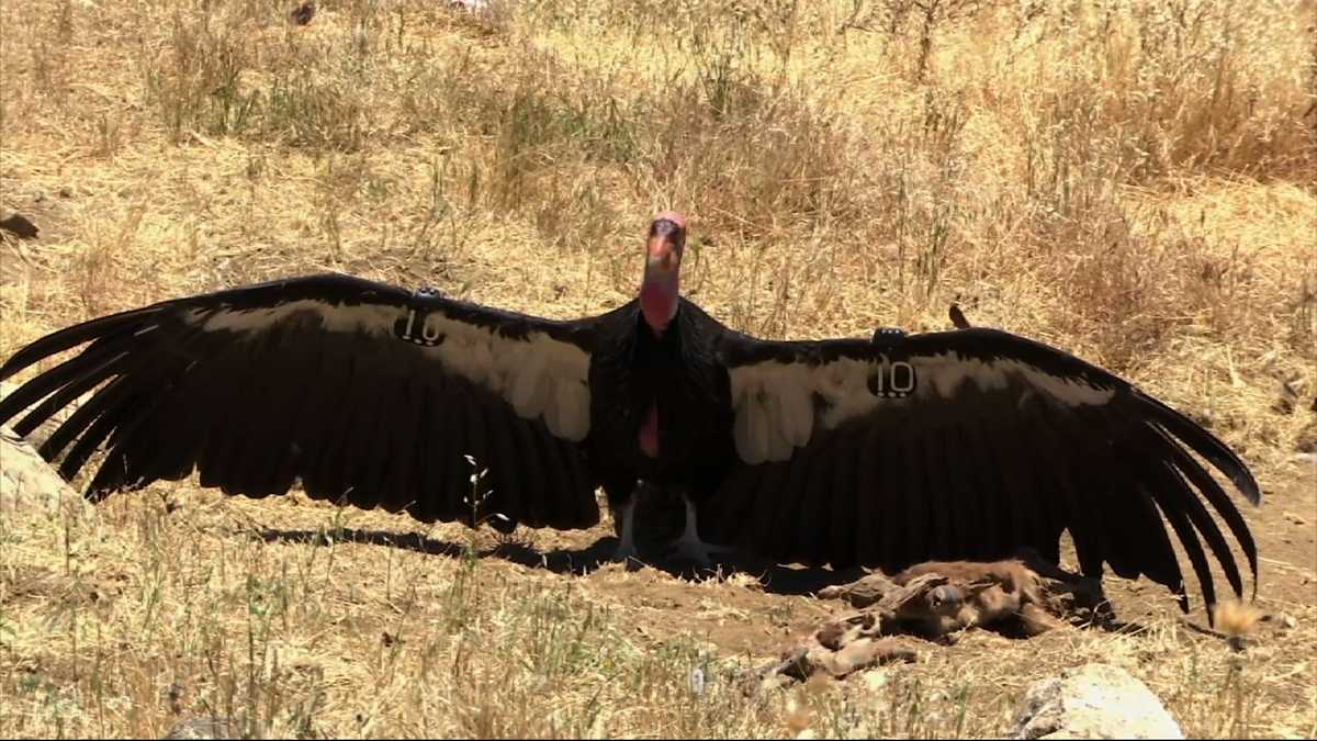 Flock of giant California condors trash woman's home in Tehachapi