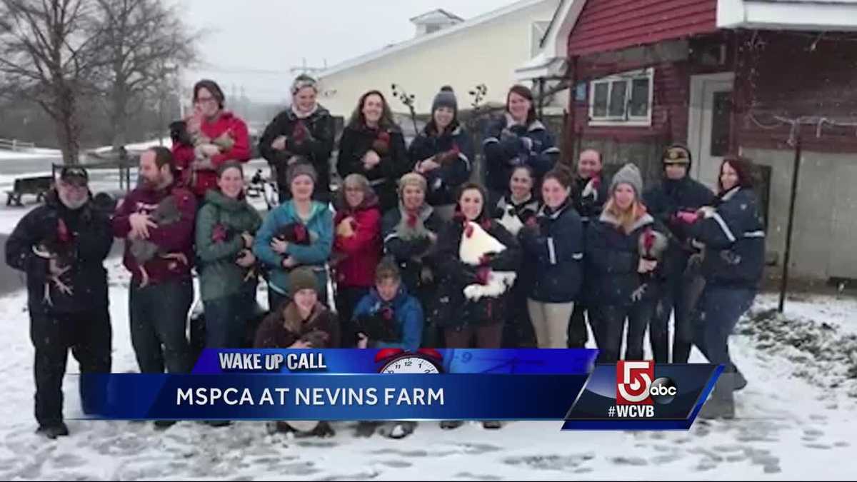 Wake Up Call from MSPCA Nevins Farm
