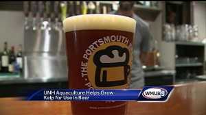 Brewers turn seaweed into beer