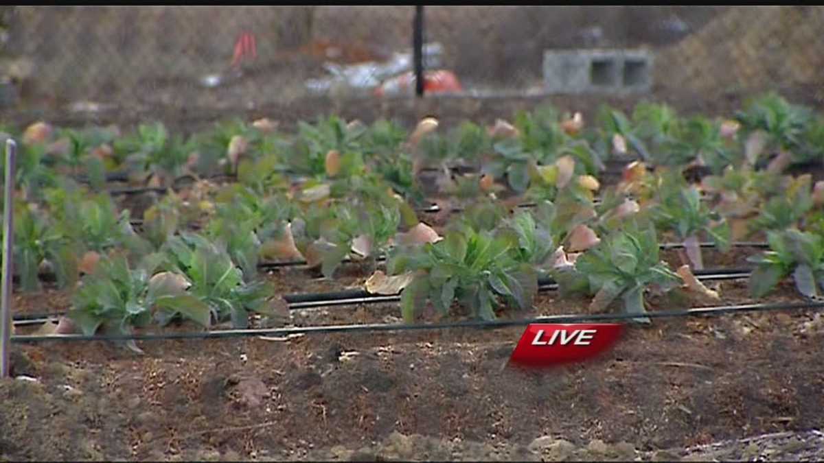 Farmers are working to protect crops from cold weather