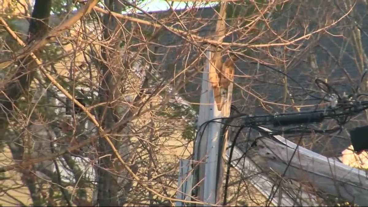 Strong winds topple tree in Hopkinton