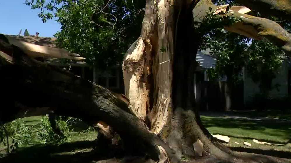 California heat: When temperatures go up, tree limbs fall down