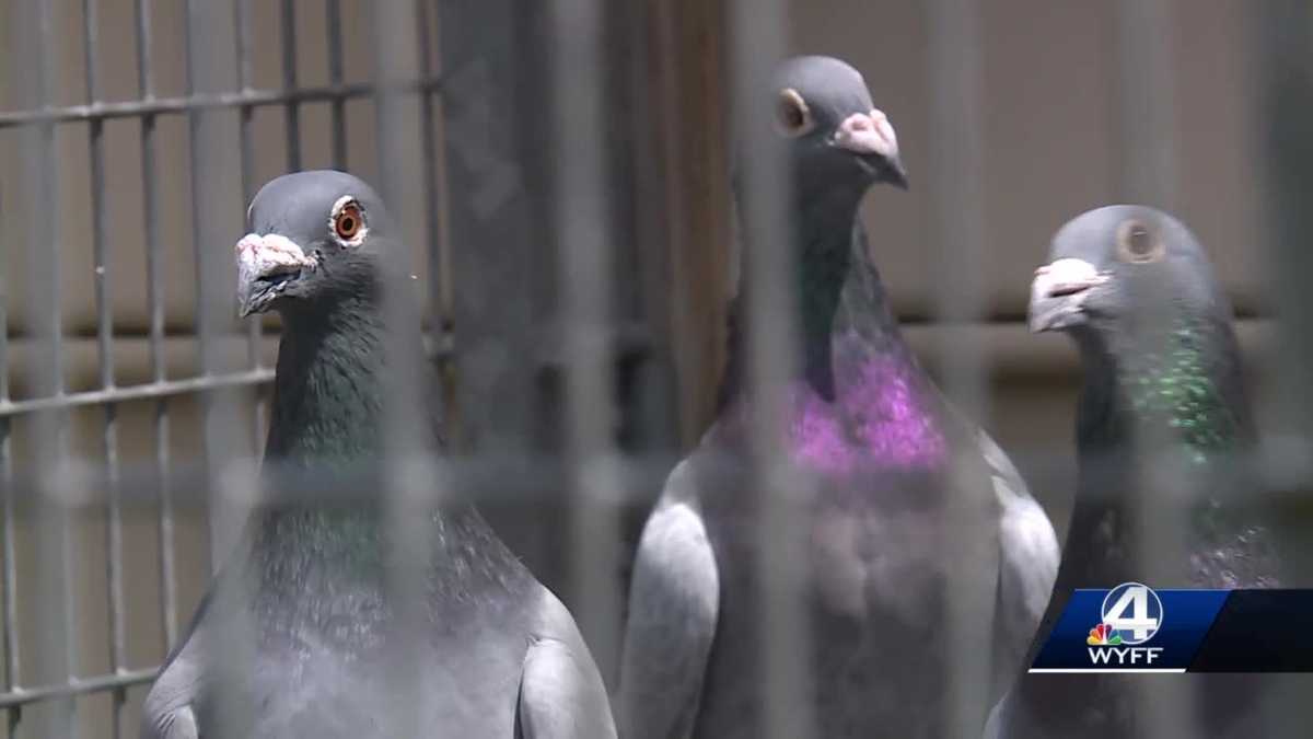 Owner of more than 100 stolen homing pigeons worries about their fate