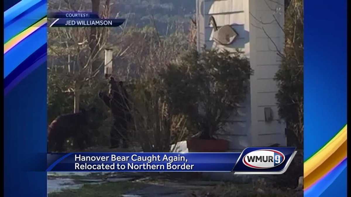 Hanover bear relocated to northern New Hampshire